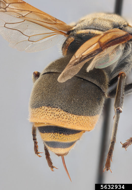 keyhole wasp (Pachodynerus nasidens (Latreille))