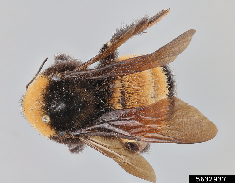 American bumble bee (Bombus pensylvanicus (De Geer))