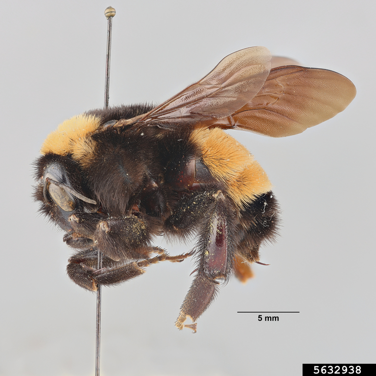 American bumble bee (Bombus pensylvanicus (De Geer))