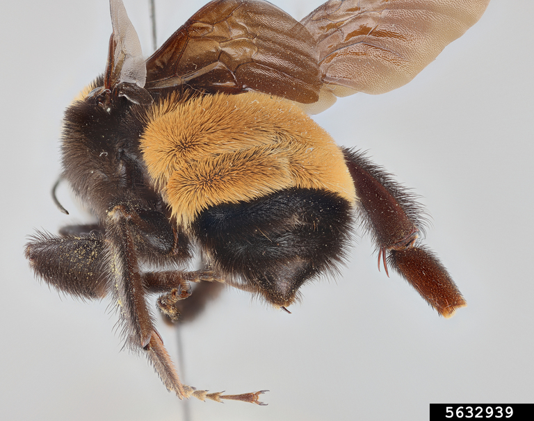American bumble bee (Bombus pensylvanicus (De Geer))