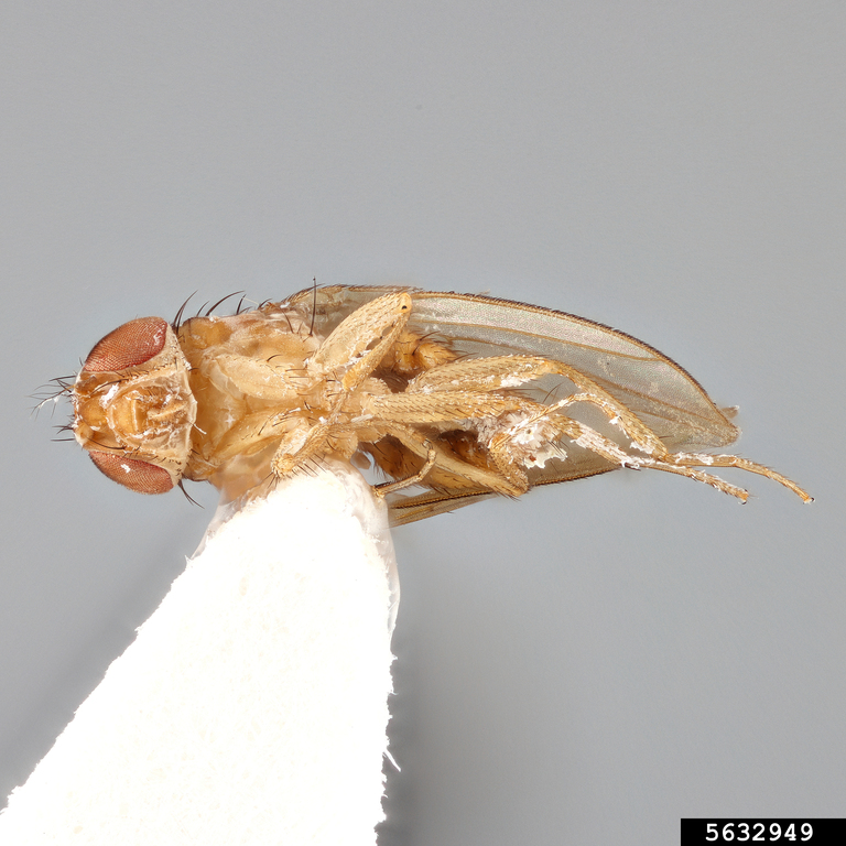 fig fruit fly (Zaprionus indianus Gupta, 1970)
