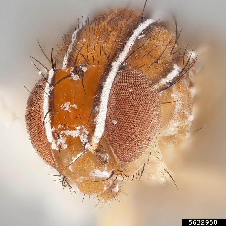fig fruit fly (Zaprionus indianus Gupta, 1970)