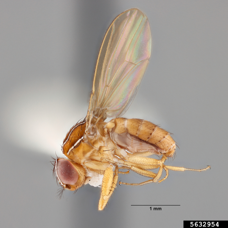 fig fruit fly (Zaprionus indianus Gupta, 1970)