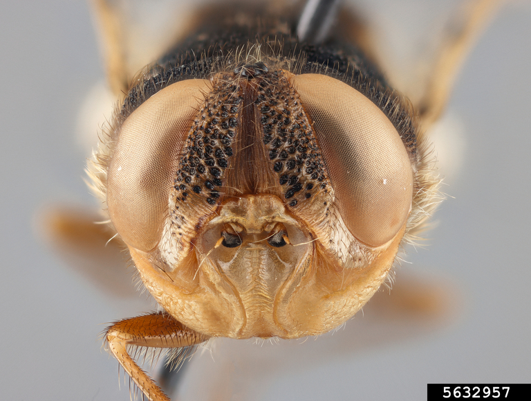 sheep bot fly (Oestrus ovis Linnaeus, 1758)