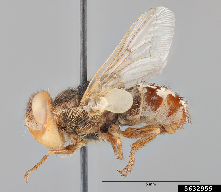 sheep bot fly (Oestrus ovis Linnaeus, 1758)