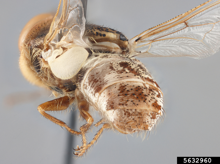 sheep bot fly (Oestrus ovis Linnaeus, 1758)