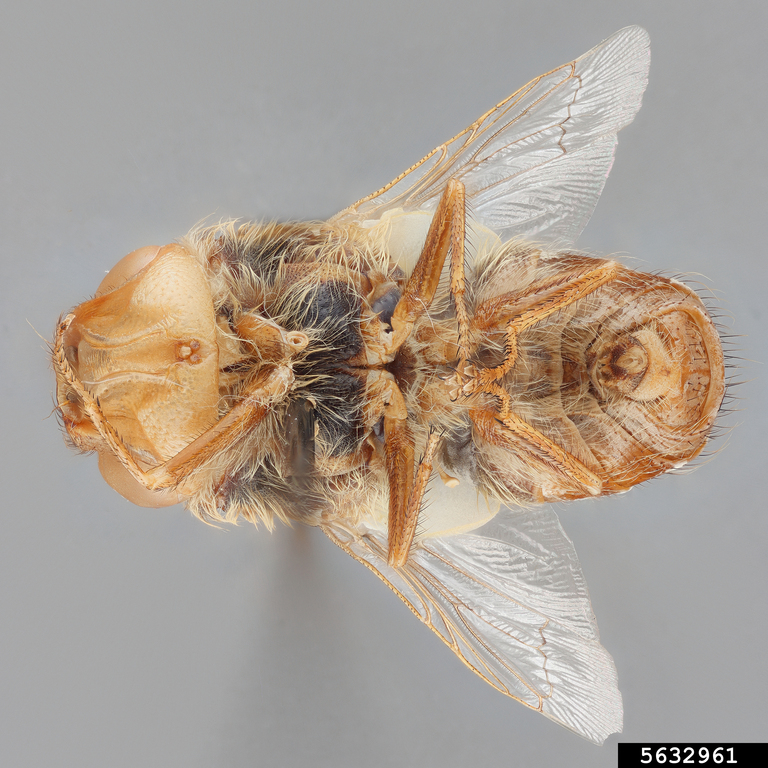sheep bot fly (Oestrus ovis Linnaeus, 1758)