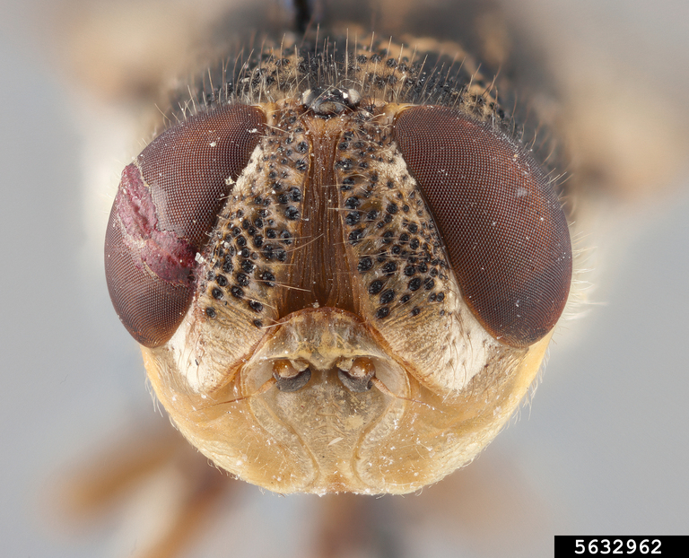 sheep bot fly (Oestrus ovis Linnaeus, 1758)