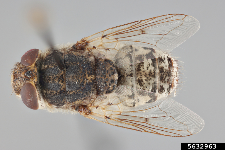 sheep bot fly (Oestrus ovis Linnaeus, 1758)