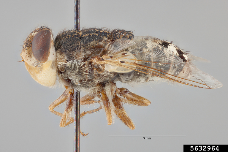 sheep bot fly (Oestrus ovis Linnaeus, 1758)