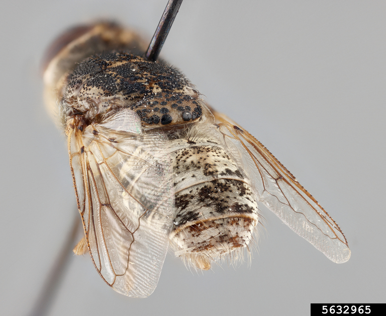 sheep bot fly (Oestrus ovis Linnaeus, 1758)