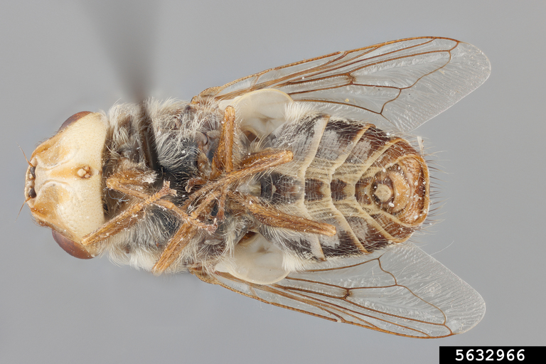 sheep bot fly (Oestrus ovis Linnaeus, 1758)