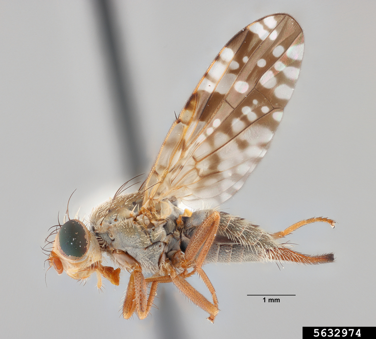 fruit fly (Neotephritis finalis (Loew, 1862))