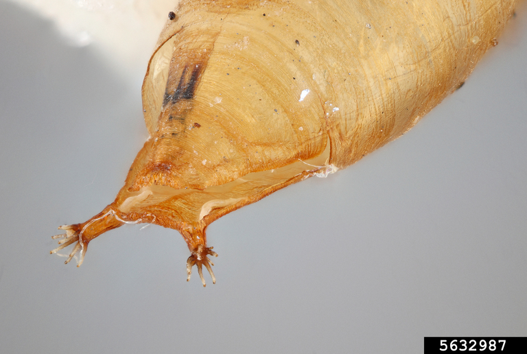 spotted-wing drosophila (Drosophila suzukii (Matsumura, 1931))