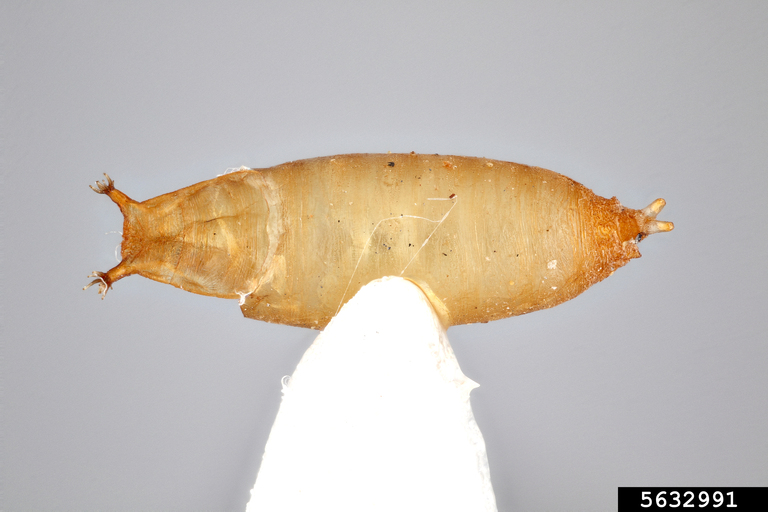 spotted-wing drosophila (Drosophila suzukii (Matsumura, 1931))