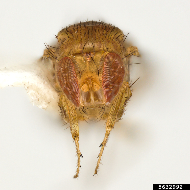 spotted-wing drosophila (Drosophila suzukii (Matsumura, 1931))
