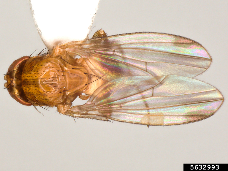 spotted-wing drosophila (Drosophila suzukii (Matsumura, 1931))