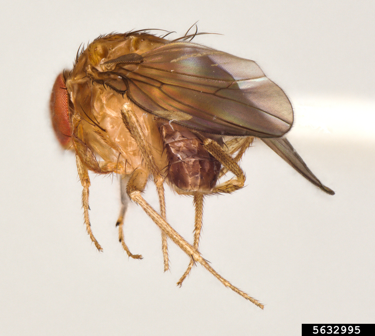 spotted-wing drosophila (Drosophila suzukii (Matsumura, 1931))