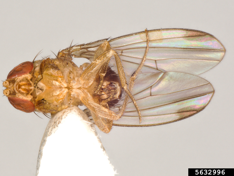 spotted-wing drosophila (Drosophila suzukii (Matsumura, 1931))