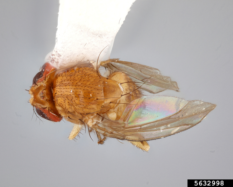 spotted-wing drosophila (Drosophila suzukii (Matsumura, 1931))