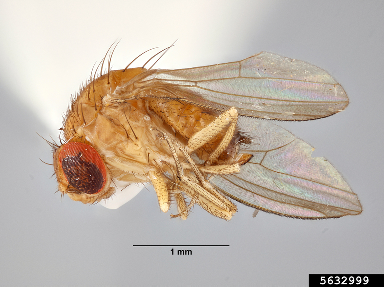 spotted-wing drosophila (Drosophila suzukii (Matsumura, 1931))