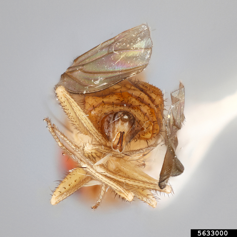 spotted-wing drosophila (Drosophila suzukii (Matsumura, 1931))
