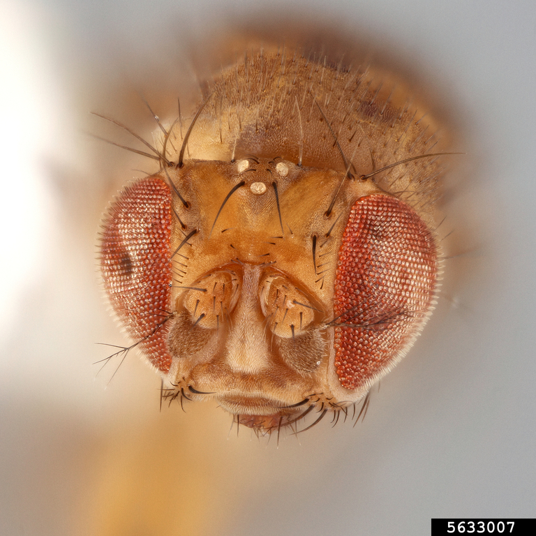 common fruit fly (Drosophila melanogaster Meigen, 1830)