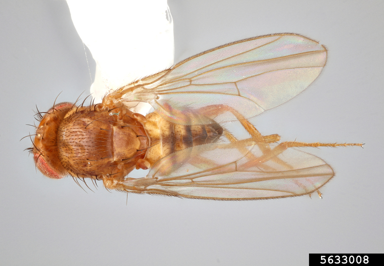 common fruit fly (Drosophila melanogaster Meigen, 1830)
