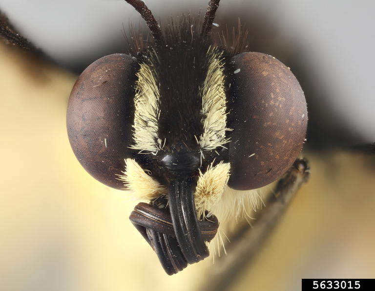 orange dog swallowtail (Papilio cresphontes Cramer)