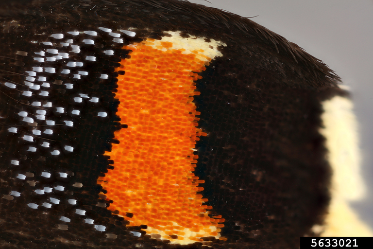 orange dog swallowtail (Papilio cresphontes Cramer)