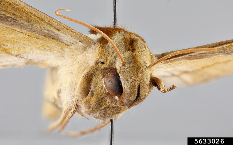 Pandora sphinx (Eumorpha pandorus (Hübner))