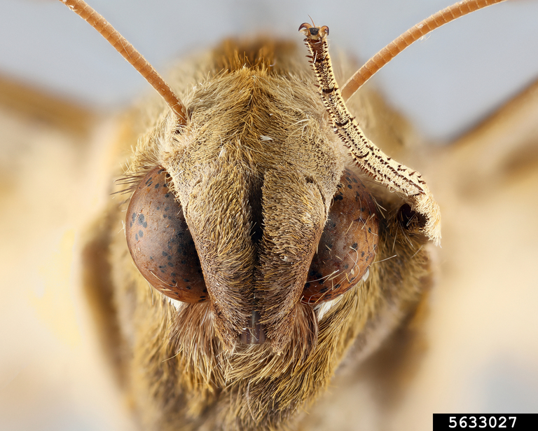 Pandora sphinx (Eumorpha pandorus (Hübner))