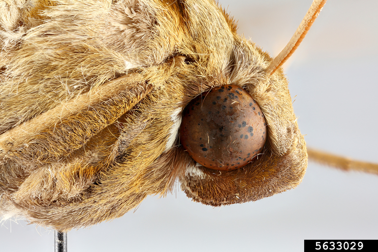 Pandora sphinx (Eumorpha pandorus (Hübner))