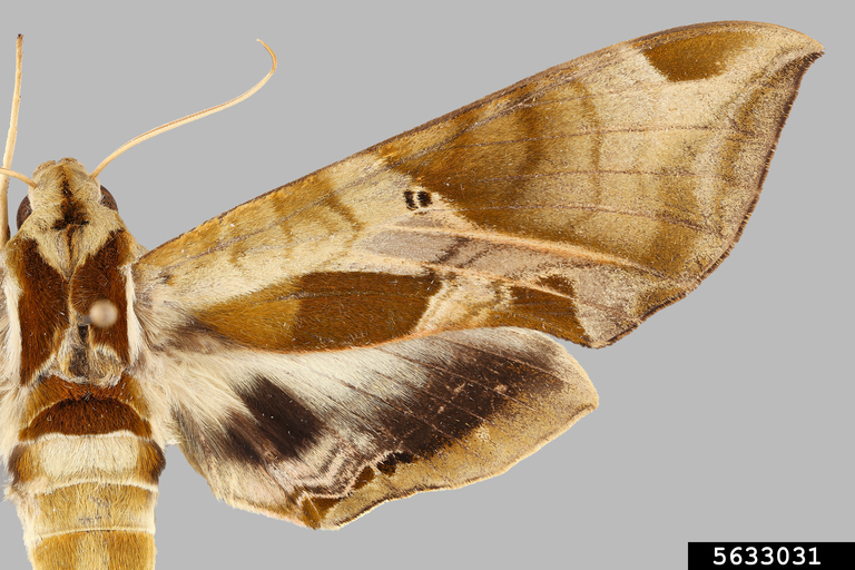 Pandora sphinx (Eumorpha pandorus (Hübner))