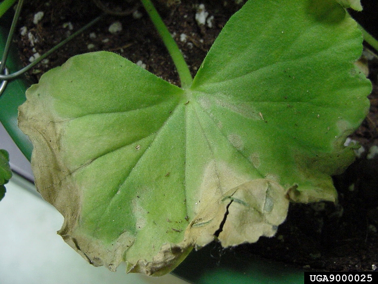 potato brown wilt (Ralstonia solanacearum Race 3 Biovar 2)