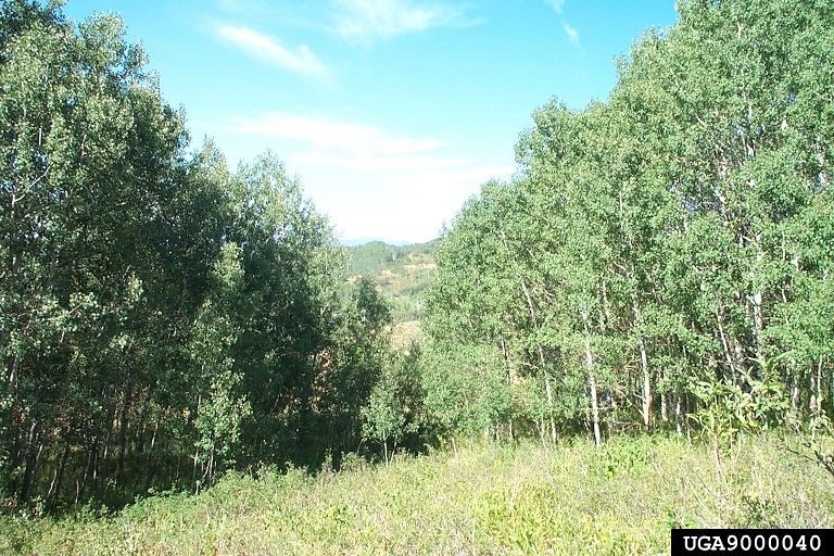 aspen/poplar (Genus Populus)