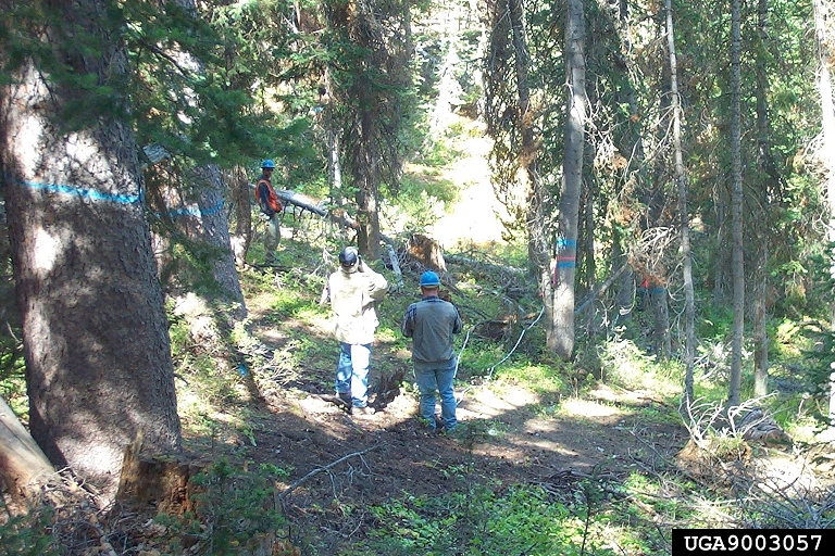 cruising and marking