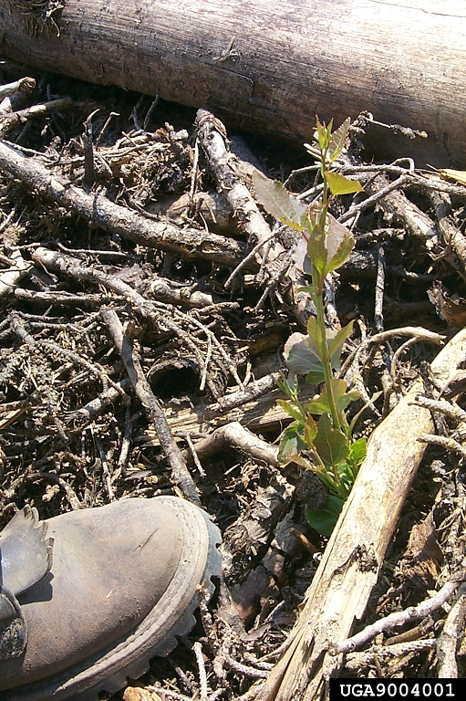 coppice on aspen/poplar (Populus spp. ) - 9004001