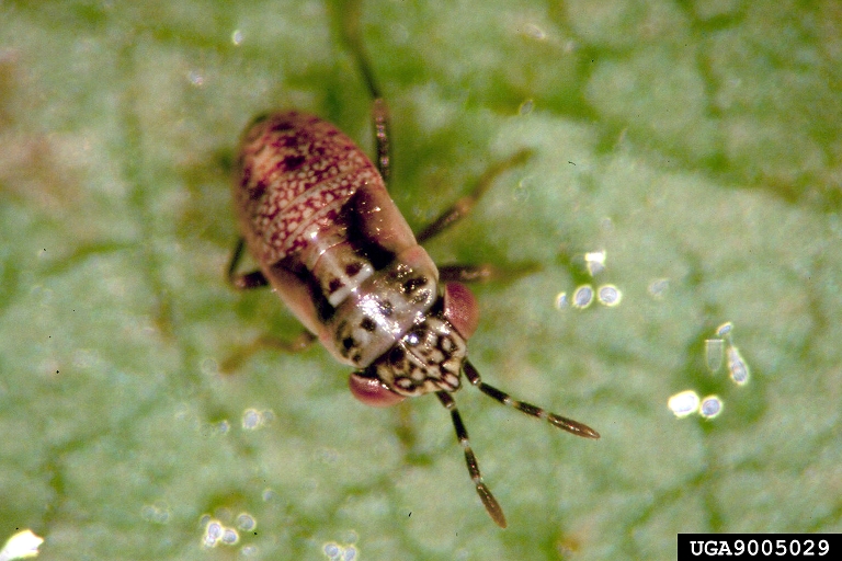 HPIPM:Big Eyed, Black Grass Bugs (Rangeland) - Bugwoodwiki
