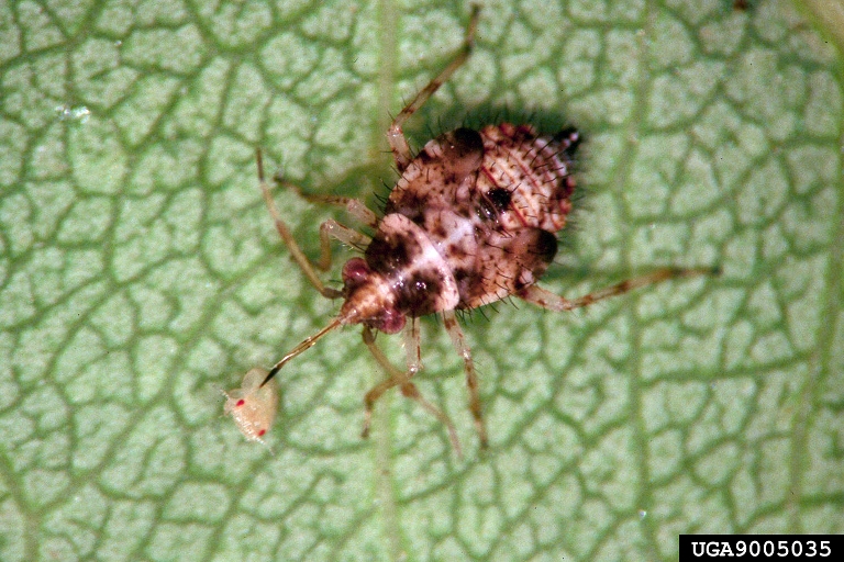 Deraeocoris brevis (Deraeocoris brevis (Uhler))