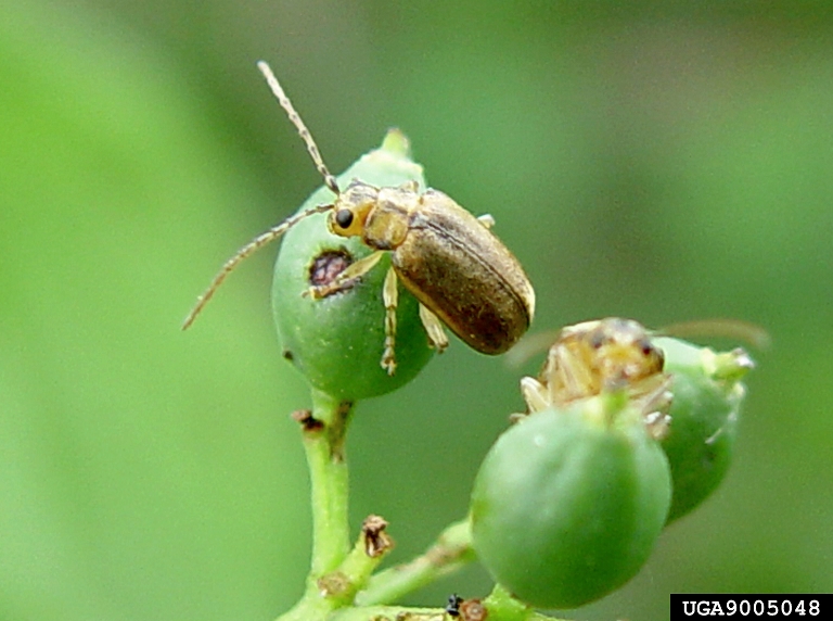viburnum leaf beetle (Pyrrhalta viburni (Paykull, 1799))
