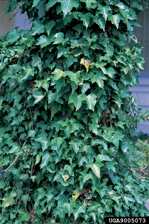English ivy (Hedera helix)