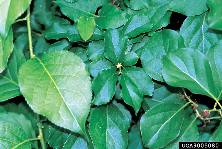 round leaf bittersweet (Celastrus orbiculatus Thunb.)