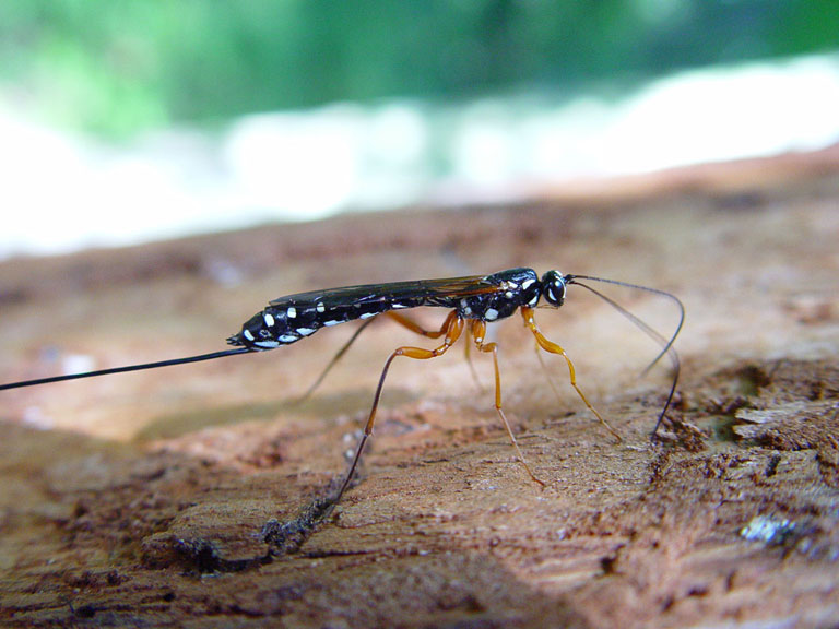 giant ichneumon wasp (Rhyssa persuasoria (Linnaeus))