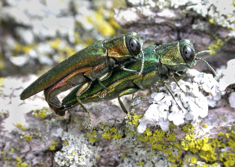 emerald ash borer (Agrilus planipennis)