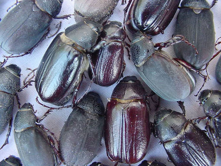 white grubs, scarabs, scarab beetles (Family Scarabaeidae Latreille, 1802)