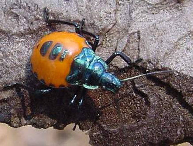 predatory stink bug (Euthyrhynchus floridanus (Linnaeus, 1767))