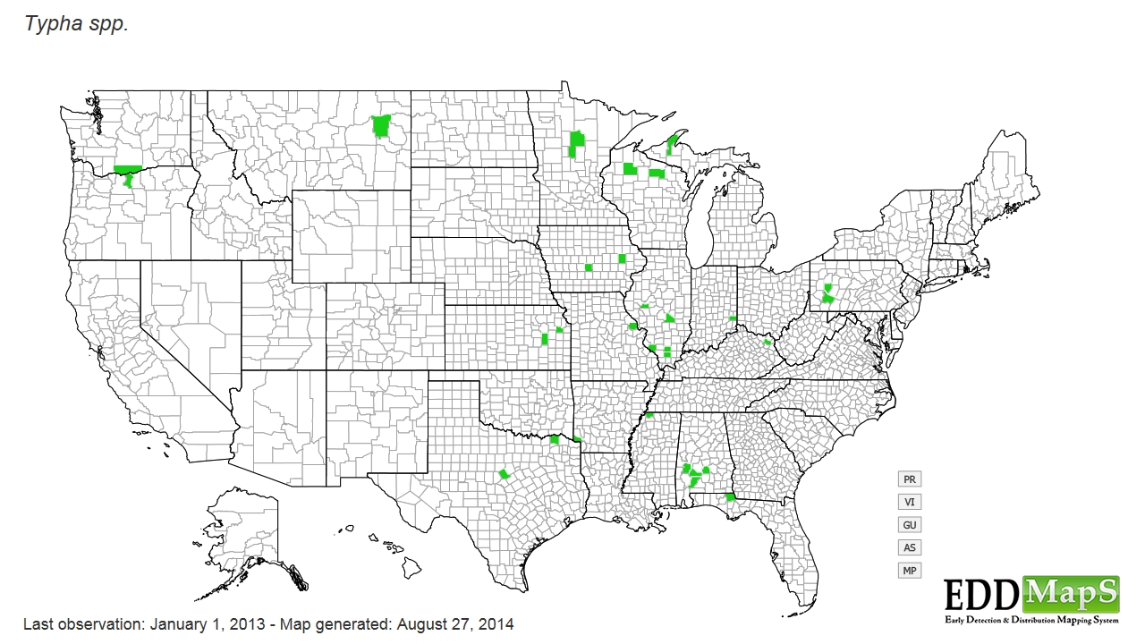 cattail, Typha spp. Typhales: Typhaceae