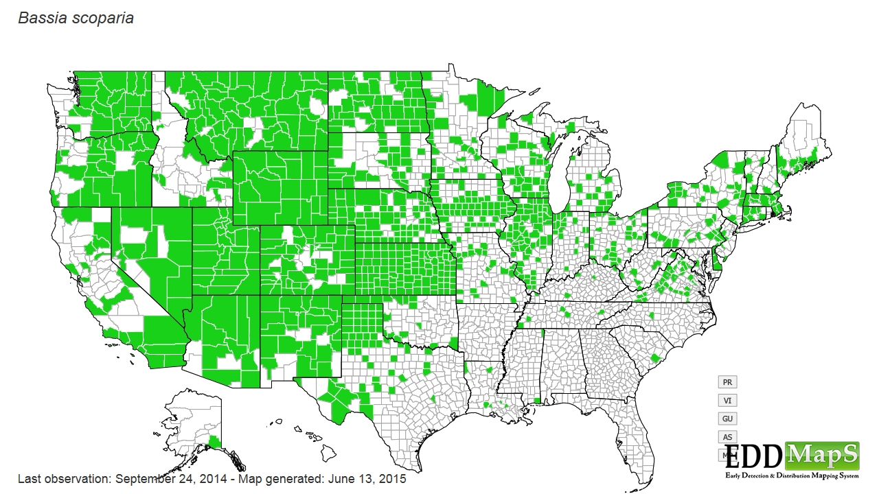 Mexican fireweed, Bassia scoparia N/A Caryophyllales: Chenopodiaceae