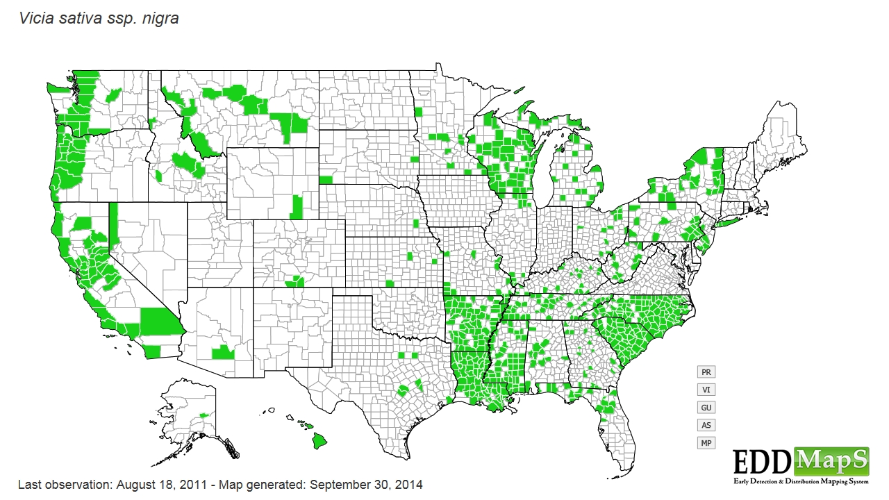 garden vetch, Vicia sativa ssp. nigra Fabales: Fabaceae (Leguminosae)